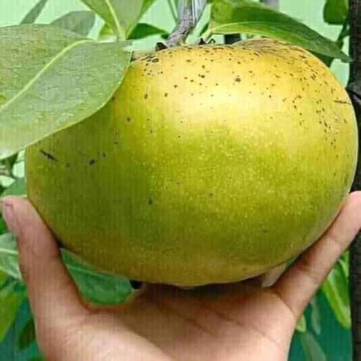 Pokok Buah Black Sapote Real plant ready stock hotselling pokok buah ...