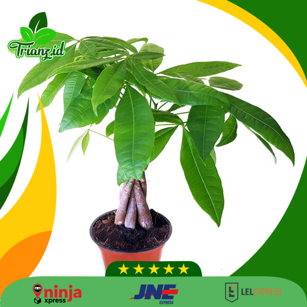 Bonsai Tanaman Pachira / bonsai unik murah / bonsai pachira murah ...