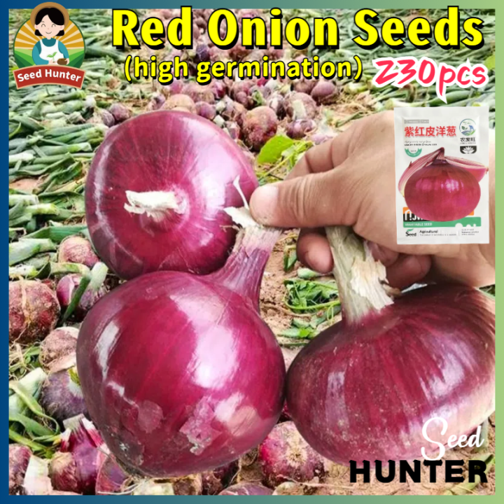 High Yield Fresh Red Onion Seeds for Planting Vegetables Plants (Fast ...