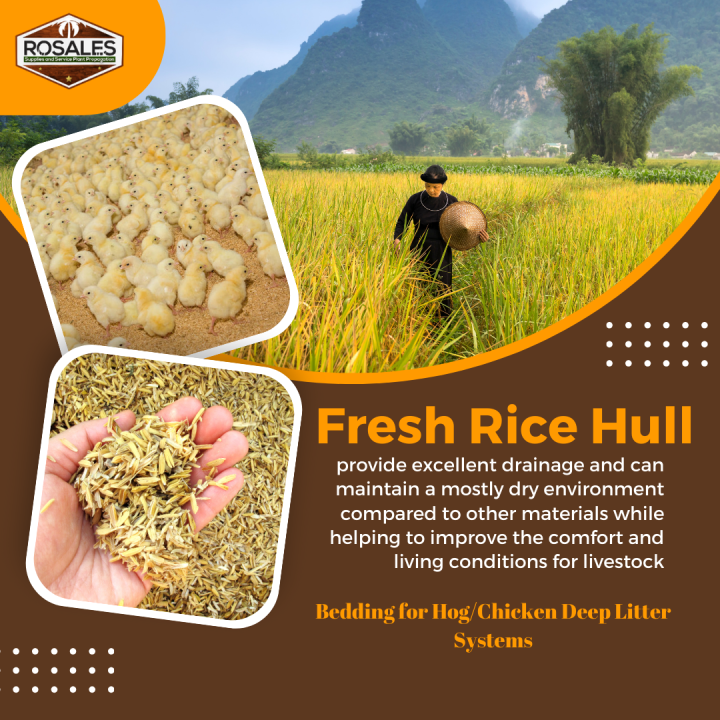 Fresh Rice Hull for agriculture uses | Lazada PH