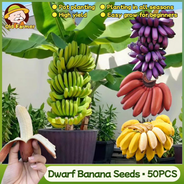 100% Original Mixed Dwarf Banana Seeds for Planting Fruit Plants (Fresh ...