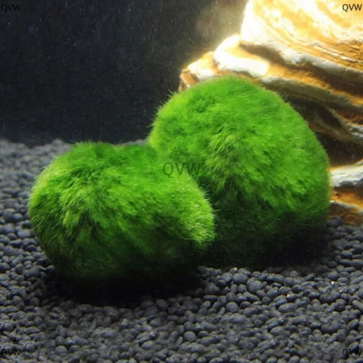 QVW Bóng rêu marimo 3-4cm cây thủy sinh sống tảo bể cá tôm trang trí bóng tảo xanh mô phỏng cây ...