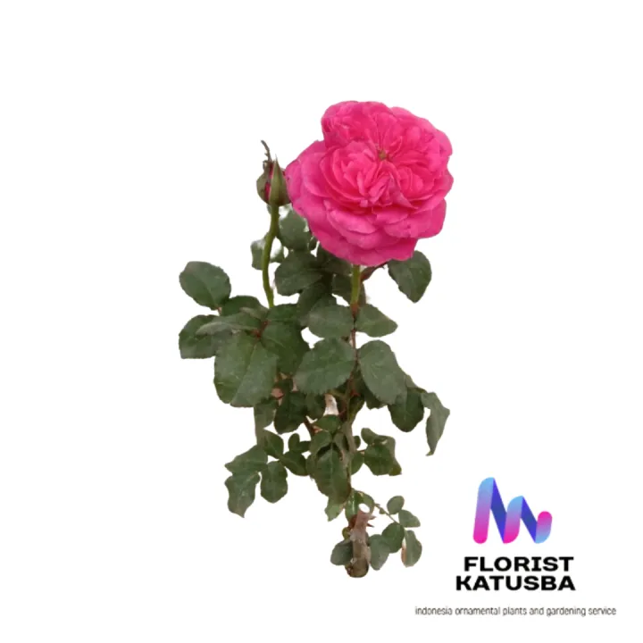 tanaman hias bunga mawar import yuzen -rose yuzen plant | Lazada Indonesia