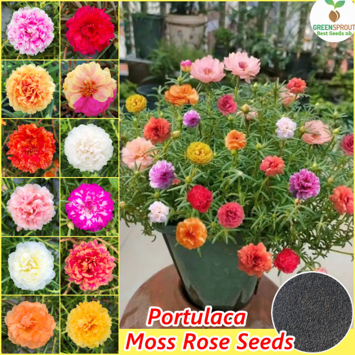 1000 Seeds/pack Double Petal Portulaca Seed Moss Rose Flower Seeds for ...