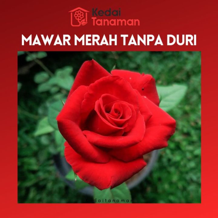 Tanaman Hias Hidup Bunga Mawar Merah Tanpa Duri | Lazada Indonesia