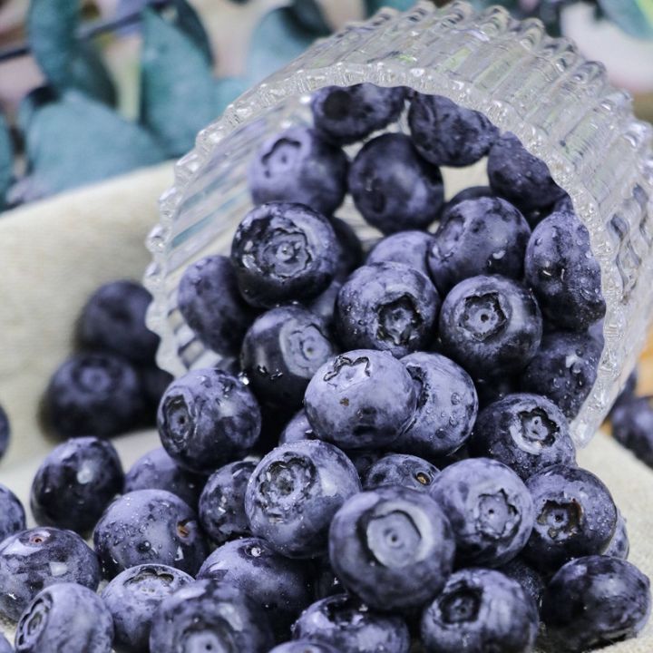 30 Seeds Blueberry Seed for Planting American Giant Blueberry Plant ...