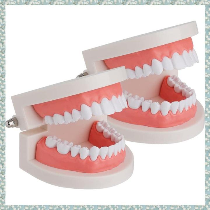 (QDGN) 2 Pack Standard Dental Teeth Model - Dental Mouth Model Human ...