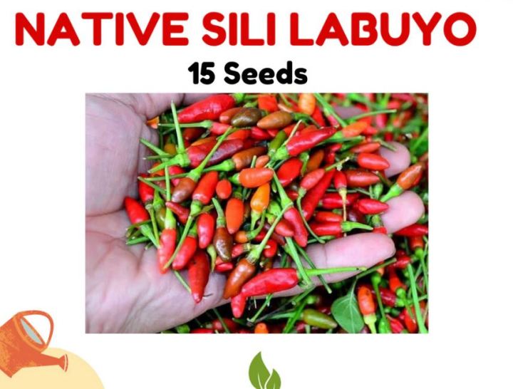 Siling Labuyo Native | Sili Kulikot Heirloom (15 Seeds) | Lazada PH