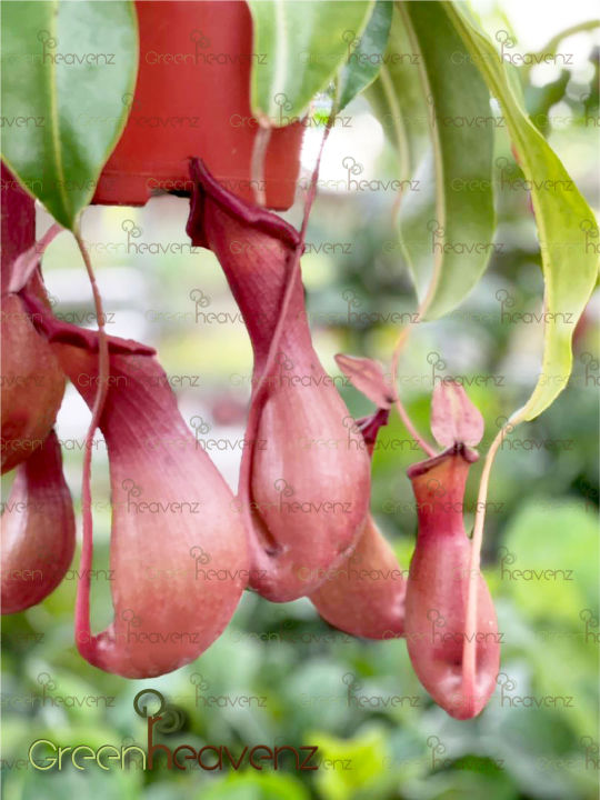 GHZ - Tropical Pitcher Plant 'Nepenthes x Ventrata' Periuk Kera Pokok ...