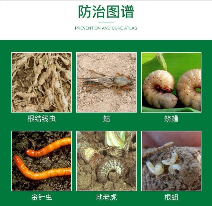 Pesticide trichlorfon, Pieris rapae, borer, insect killer, earthworms ...