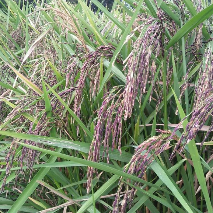 Bibit Benih Padi Ketan Hitam (100 Butir) | Lazada Indonesia