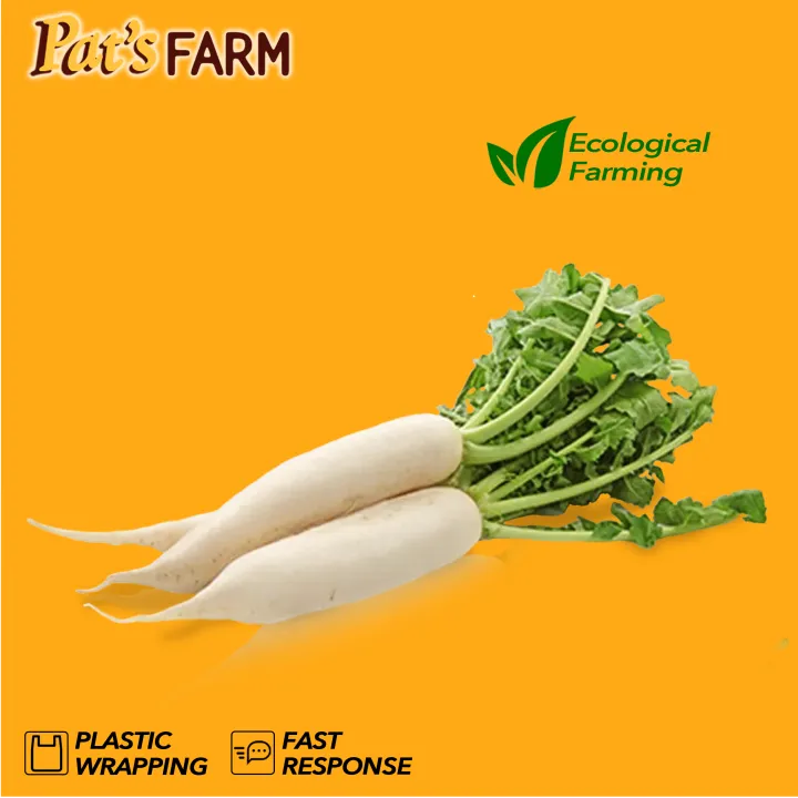 White Radish / Lobak Putih | Lazada Indonesia