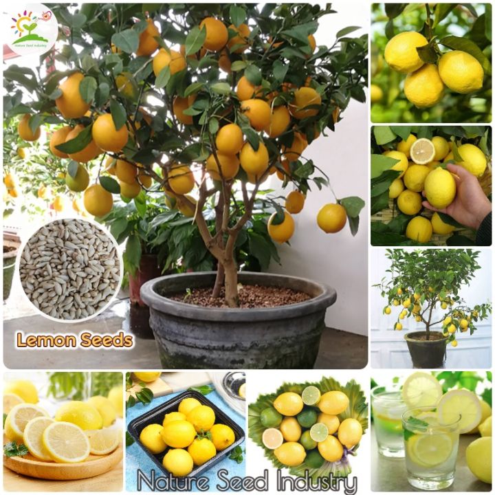 [Fast Germination] Biji Benih Dwarf Lemon Tree Seeds for Planting (20 seeds/bag, Easy To Grow ...