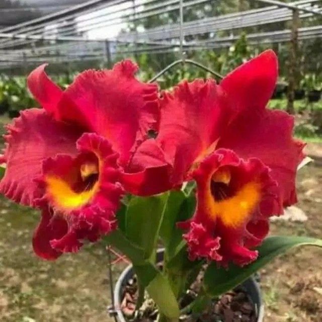 TANAMAN HIAS ANGGREK CATTLEYA Merah Berkualitas bunga besar | Lazada ...