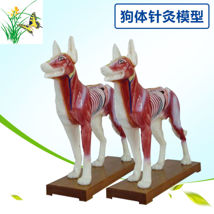 Dog Body Acupuncture Model Dog Body Anatomy Model Animal Anatomy Model ...