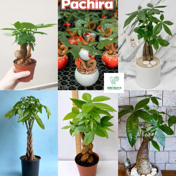 CNY Pachira Aquatica / Pachira 3 Stems/Pachira Tree Head/QQ/Odd Head ...
