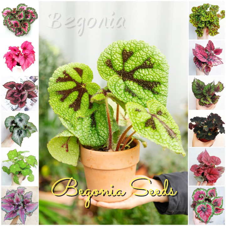 [Easy to grow in Malaysia] Rare Begonia Seeds Flower Seeds for ...