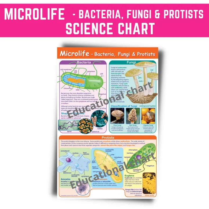 MICROLIFE BACTERIA FUNGI & PROTISTS POSTERS CHARTS I ALL ABOUT SCIENCE ...