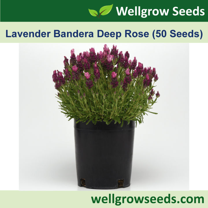 Lavender Bandera Deep Rose (50 sds) (Perennials) Flower Seeds Wellgrow ...