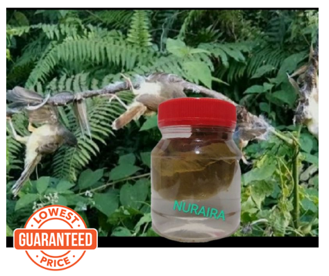 Getah Burung - Bird Gum Dari Susu Pokok Getah | Lazada