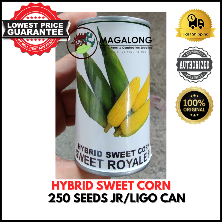 CONDOR SEEDS - SWEET CORN - SWEET ROYALE F1 HYBRID 250 Seeds - JR CAN ...