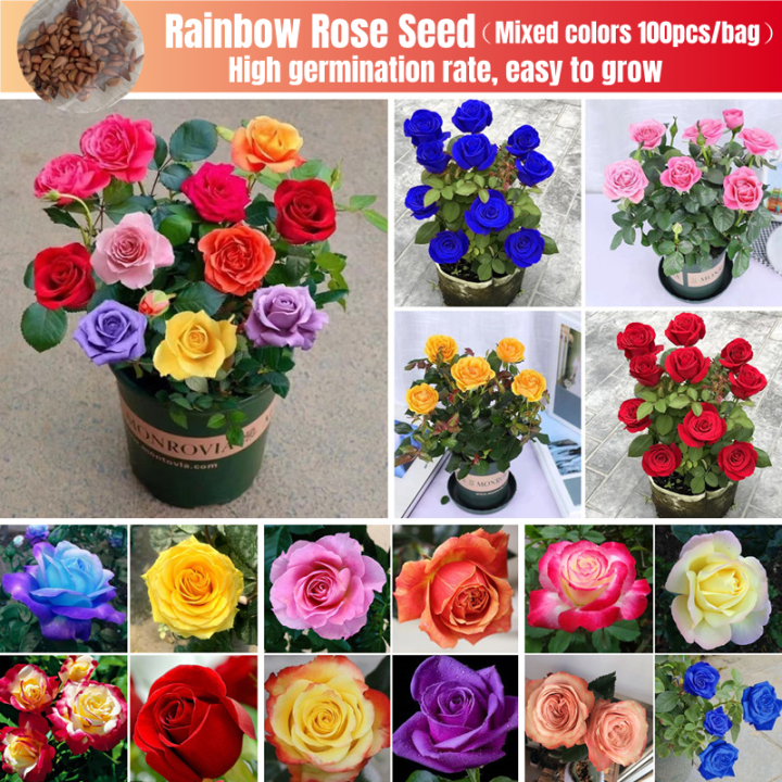 [Biji Benih Bunga Rose Jepun] Rainbow Rose Seeds for Planting (Mixed ...