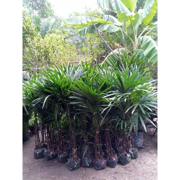 ต้นจั๋งสวยๆ สูง 1 เมตรขึ้นไป 1 กอ มี 3-4 ลำขึ้นไป ฟอร์มสวย | Lazada.co.th