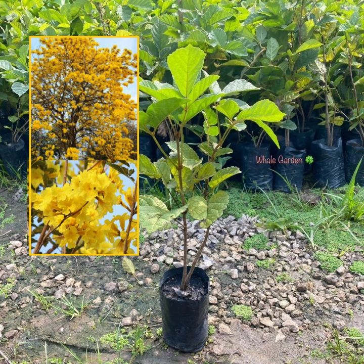 ต้นต้นเหลืองเชียงราย ต้นเหลืองเชียงราย (The Dwarf Golden Trumpet Tree ...