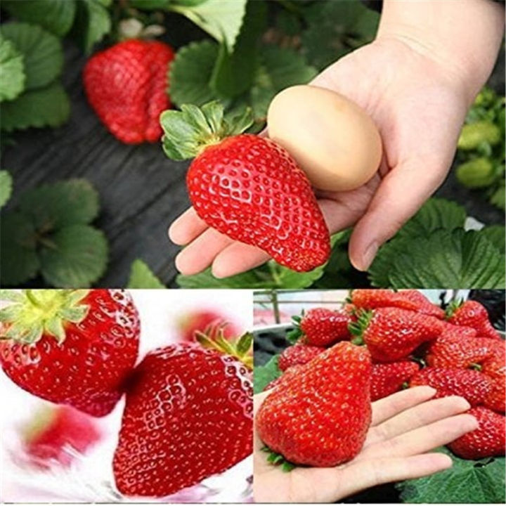 30pcs Giant Strawberry Seeds Sweet Red Strawberry/Organic Garden ...