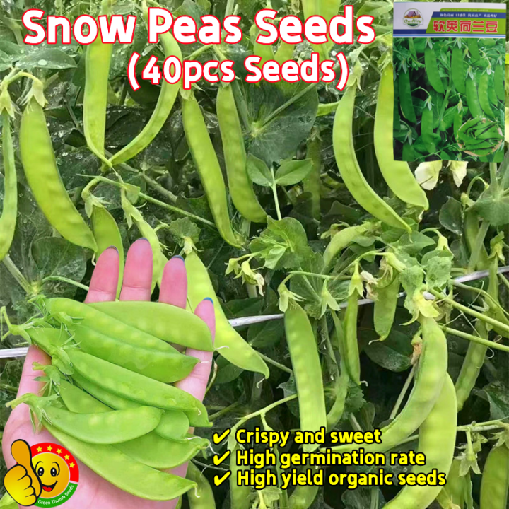 100% Original Chinese Snow Peas Seeds (40pcs Seeds) 软莢荷兰豆种子 扁豌豆种子 Flat ...