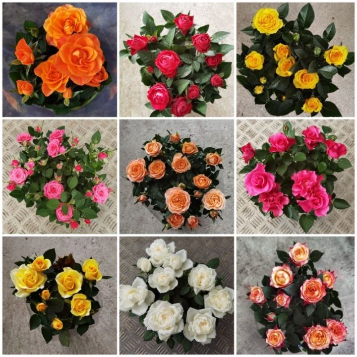 NMS / [Imported] Denmark Roses Plant 🌹 (10.5CM Pot Size) / Pokok Rose ...