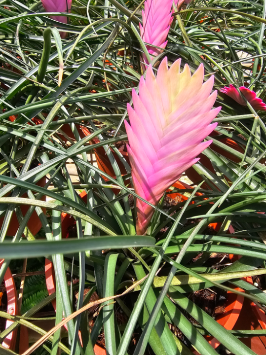 Tillandsia Cyanea Pink Quill Indoor House Home Potted Plant Gardening ...