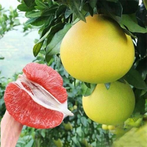 15 seeds Pomelo Seeds For Planting - Balcony Fruits Potted Fruit Tree ...