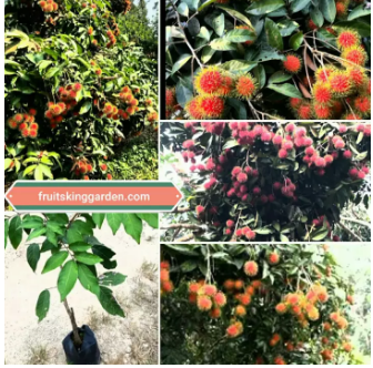Anak Pokok Rambutan Mega Jarum Emas (Kahwin) - 3 Feet Tall (West ...