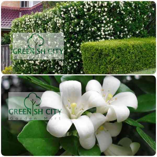 GardenMart4U Murraya Paniculata Landscape Live Plant Pokok Wangi 七里香 ...