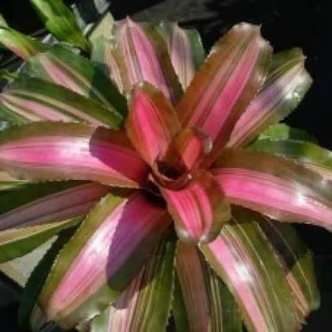 Tanaman hias bromelia tricolor | Lazada Indonesia