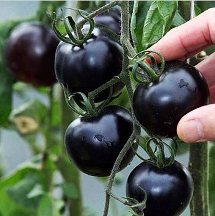 Benih Tomato Ceri Baby Ungu / Purple Cherry Tomato Seeds / 紫玫瑰番茄籽“20pcs ...