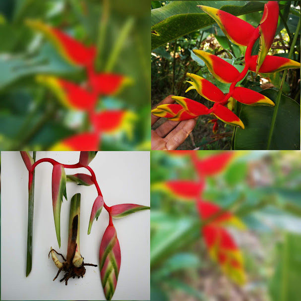 หน่อพันธุ์ ต้นเฮลิโคเนีย บันไดสวรรค์ / Heliconia chartacea Lane ex ...