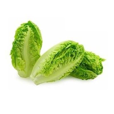 YAU MAK / ROMAINE LETTUCE / 金马伦油麦胆 | Lazada