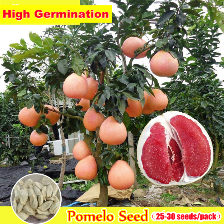 [Fast Growing] Pomelo Seed for Sale (25-30 Pcs Per Pack）Davao Pomelo ...