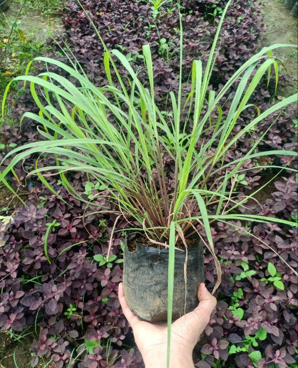 Citronella (Anti-Mosquito Grass) with FREE garden soil, plastic pot and ...