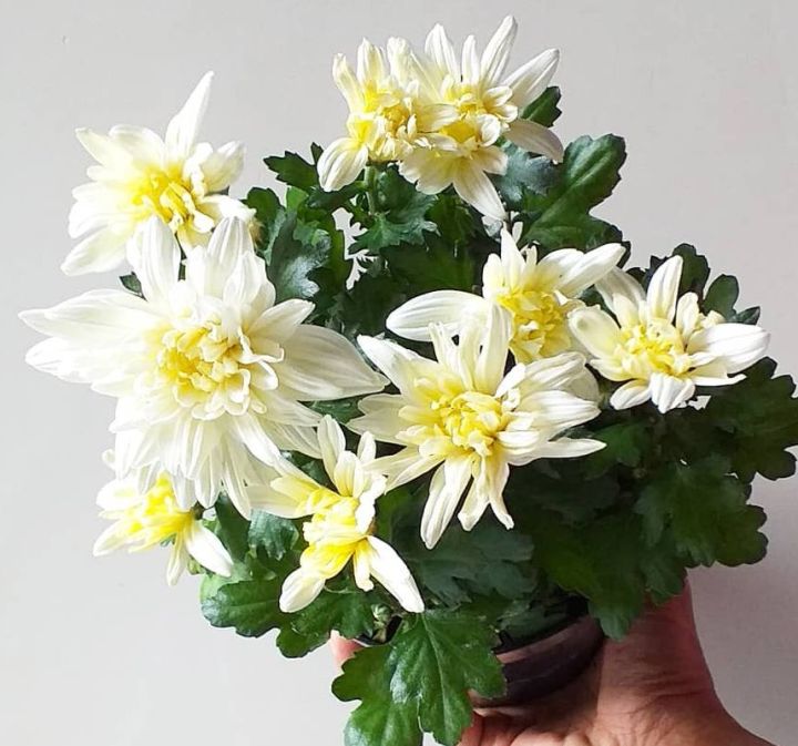 Tanaman Bunga Hias Hidup Asli Krisan Aster Bunga Putih tanaman hias ...