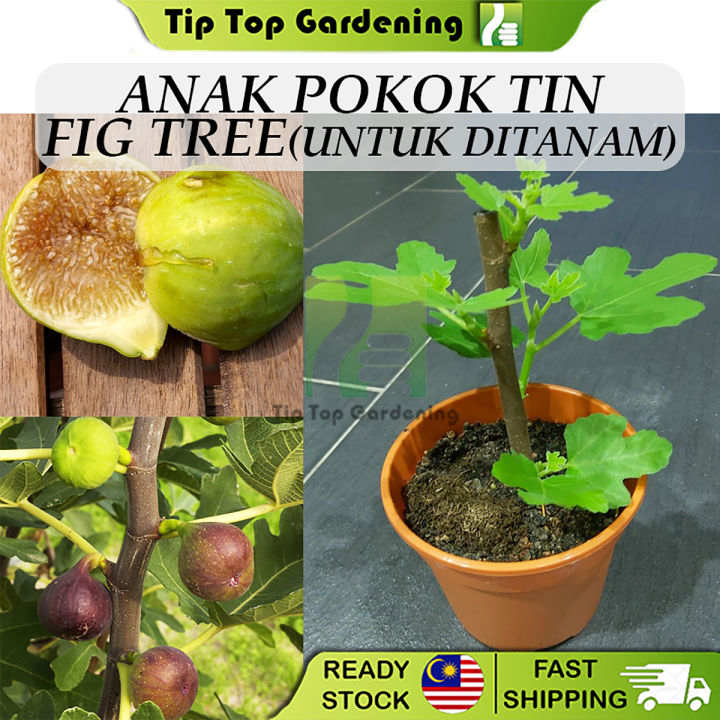 Anak Pokok Tin Untuk Ditanam Pokok Hidup Real Live Plant Fig Tree 无花果树 ...
