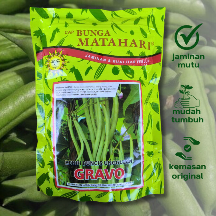 Benih Buncis GRAVO 500 Gram Cap Bunga Matahari Buah Lebat & Unggul ...