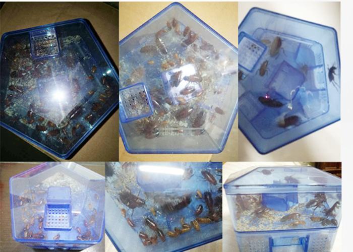 New Cockroach House Roacher Insects Bugs Capture Bait Trap Killer ... New Cockroach House Roacher Insects Bugs Capture Bait Trap Killer ...