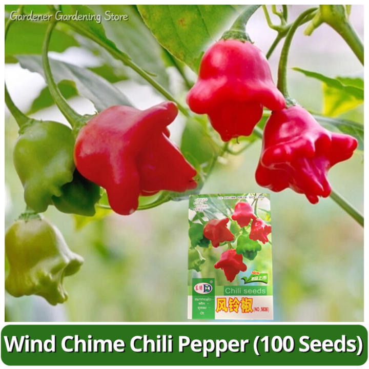 High Yield Wind Chime Chili Pepper Seeds for Planting (100 Seed ...