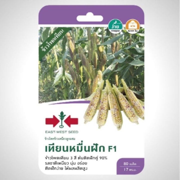 ข้าวโพดเทียน 3 สี ข้าวโพดเทียนหมื่นฝัก 80เมล็ด ศรแดง | Lazada.co.th