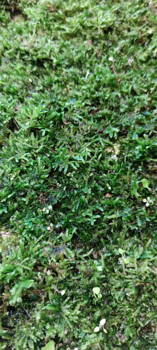 Terrarium Moss - Java Moss/Carpet Moss (Emerged) | Lazada