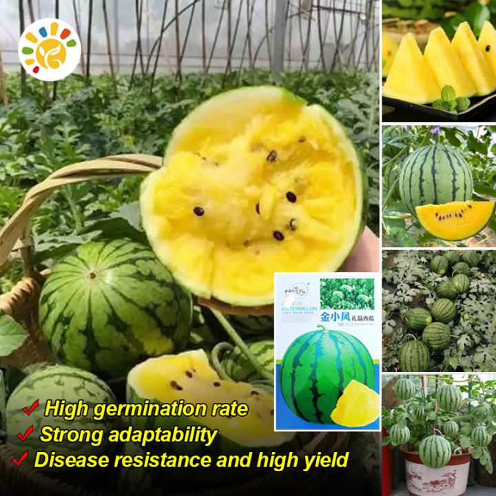 [Easy to plant seeds]100% Original Super Sweet Yellow Watermelon Seeds ...