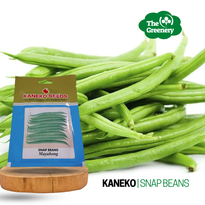 Snap Beans by Kaneko Seeds | Variety Mayabong | Buto ng abitswelas o ...